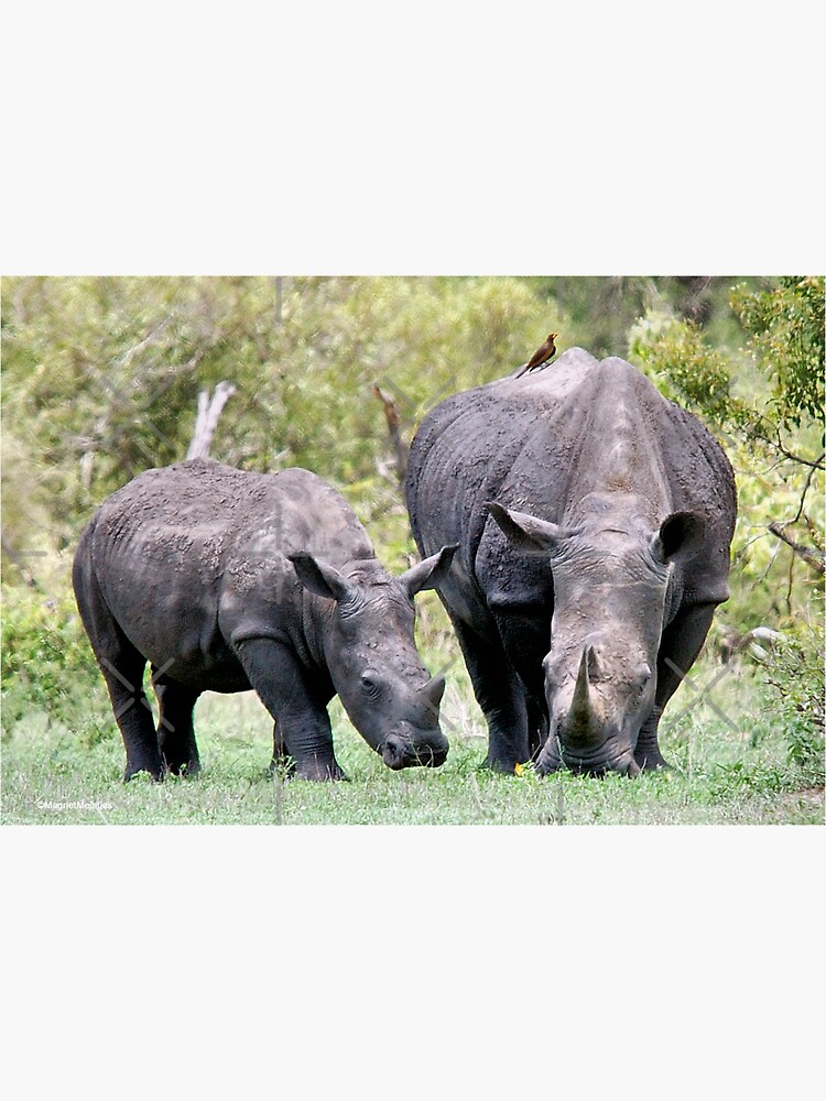 "SIDE BY SIDE - MOTHER & BABY - White Rhinoceros - Ceratotherium sumum ...