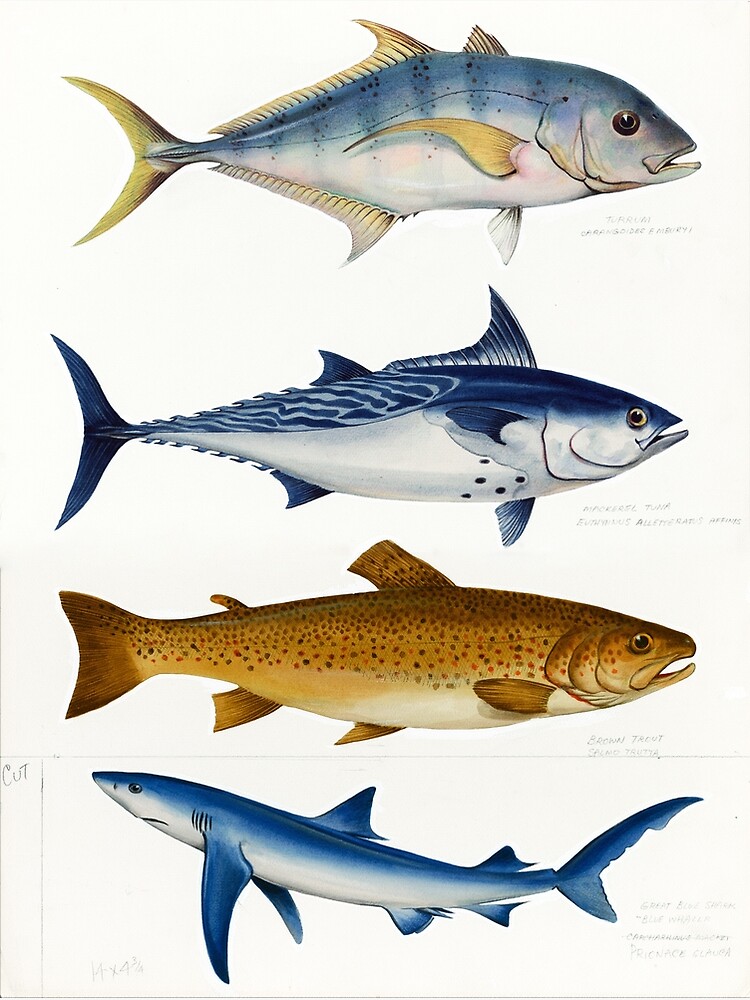 "Turrum (Carangoides embury), Mackerel tuna (Euthynnus alletteratus ...