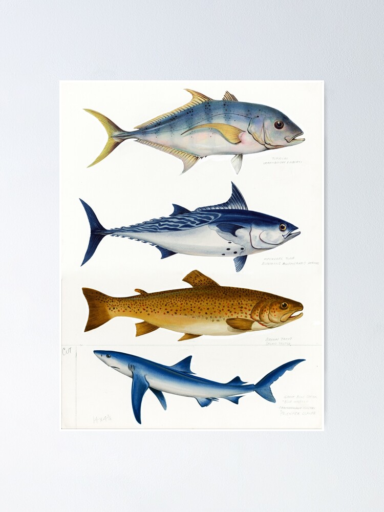"Turrum (Carangoides embury), Mackerel tuna (Euthynnus alletteratus ...