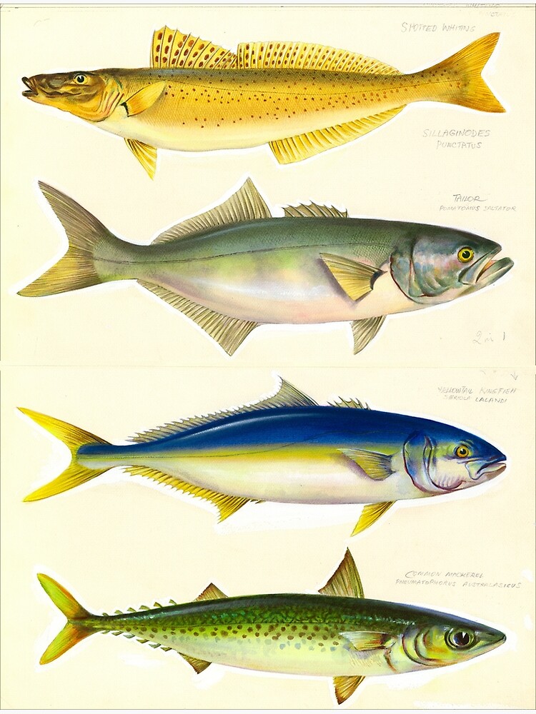 "Spotted whiting (Sillaginodes punctatus), Tailor (Pomatomus saltator ...