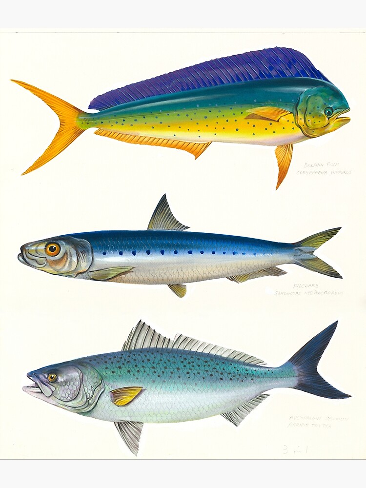 " Dolphin fish (Coryphaena hippurus), Pilchard (Sardinops neopilchardus ...
