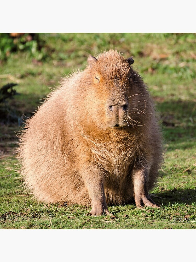"Capybara stare" Coasters (Set of 4) for Sale by JEZ22 | Redbubble