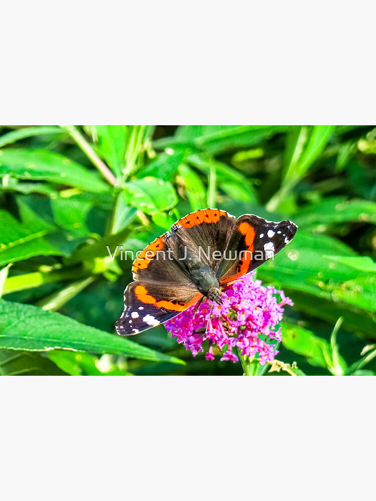 "Red Admiral Butterfly" Sticker by VJNewman | Redbubble