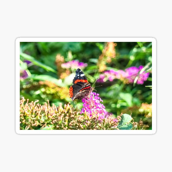 "Red Admiral Butterfly " Sticker by VJNewman | Redbubble