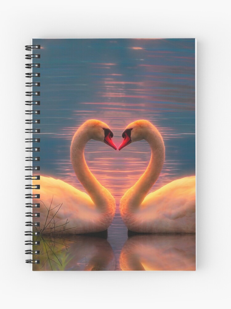 Two Swans Making A Heart Drawing