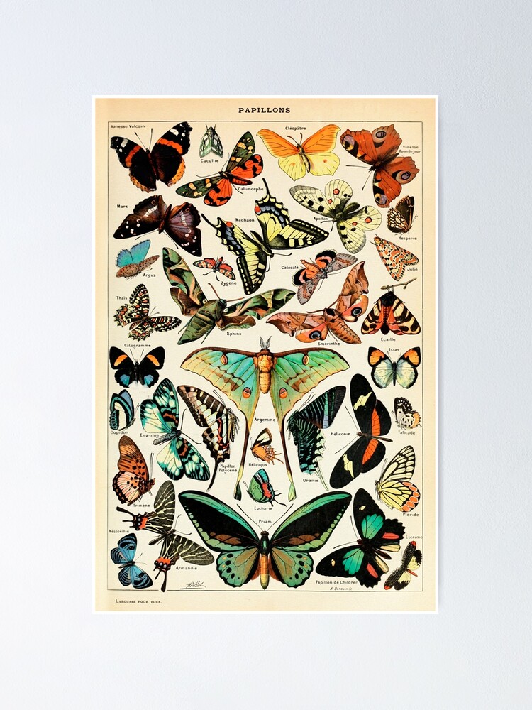 Póster «Papillon I Vintage French Butterfly Charts por Adolphe Millot ...