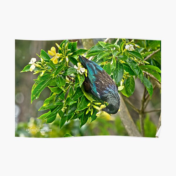 "Tui in the backyard" Poster for Sale by lightphotos | Redbubble