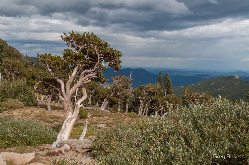 "Timberline" by Greg Birkett | Redbubble