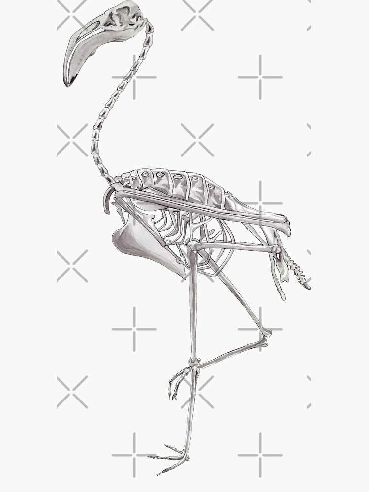 "Flamingo Skeleton: Bird Halloween Animal Anatomy" Sticker for Sale by ...