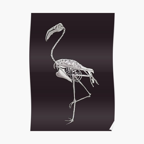 "Flamingo Skeleton: Bird Halloween Animal Anatomy" Poster for Sale by ...