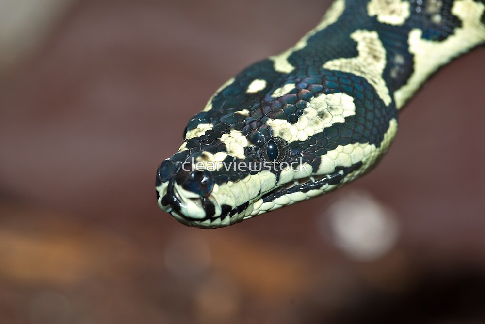 Yellow Carpet Python - Carpet Vidalondon
