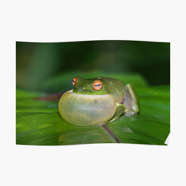 "Green Tree Frog - Litoria Caerula - All puffed up" Poster by ...