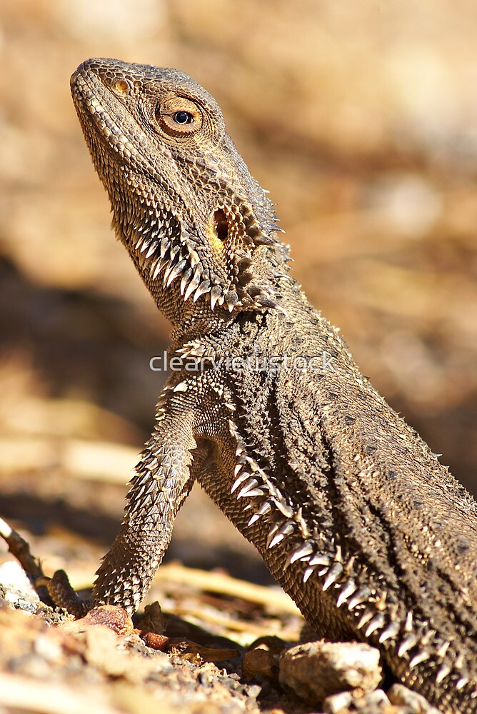 "Central Bearded Dragon - Side View" by clearviewstock | Redbubble