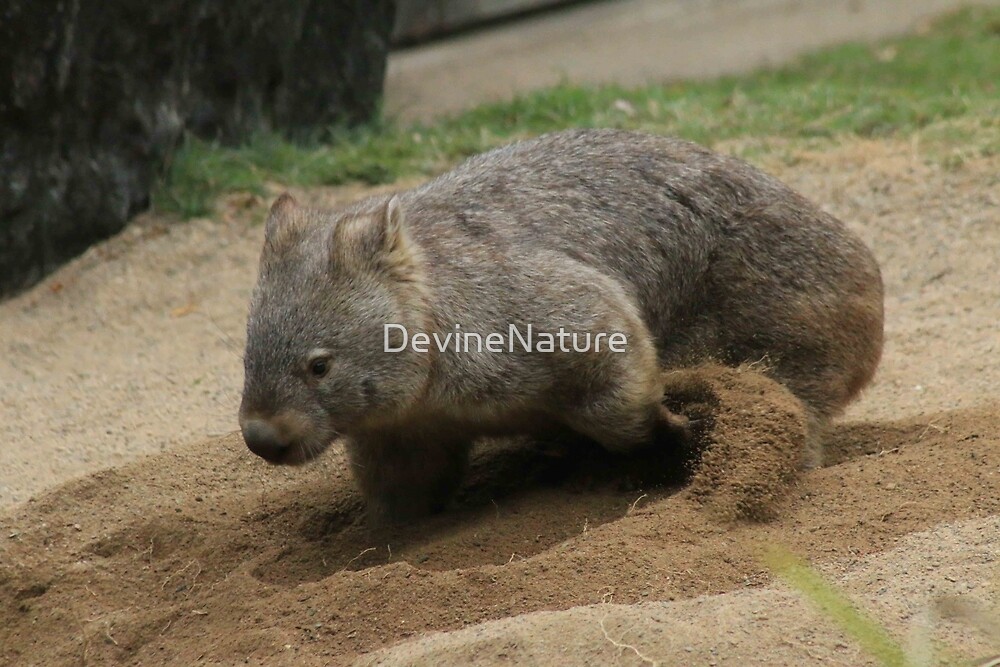 "Wombat Digging" by DevineNature | Redbubble
