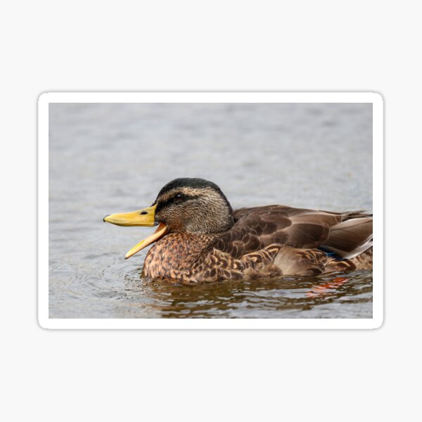 "Quack!" Sticker for Sale by GreyFeatherPhot | Redbubble