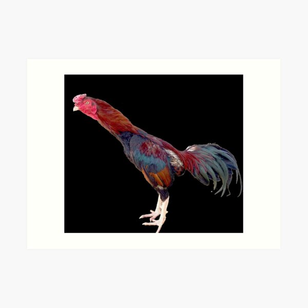 Gamefowl Art Prints | Redbubble