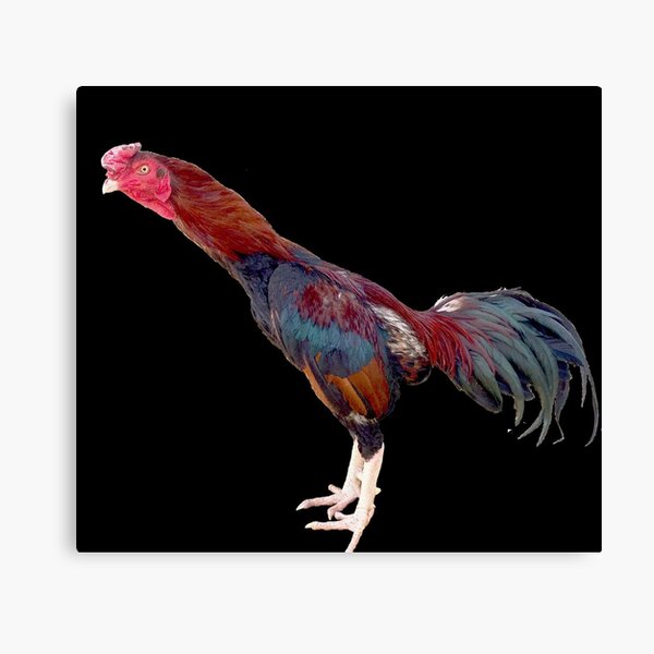 Gamefowl Canvas Prints | Redbubble