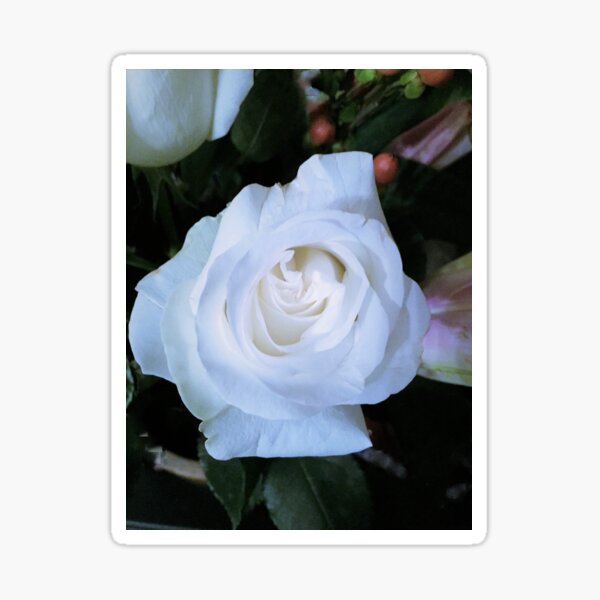 "White Rose" Sticker for Sale by clws | Redbubble