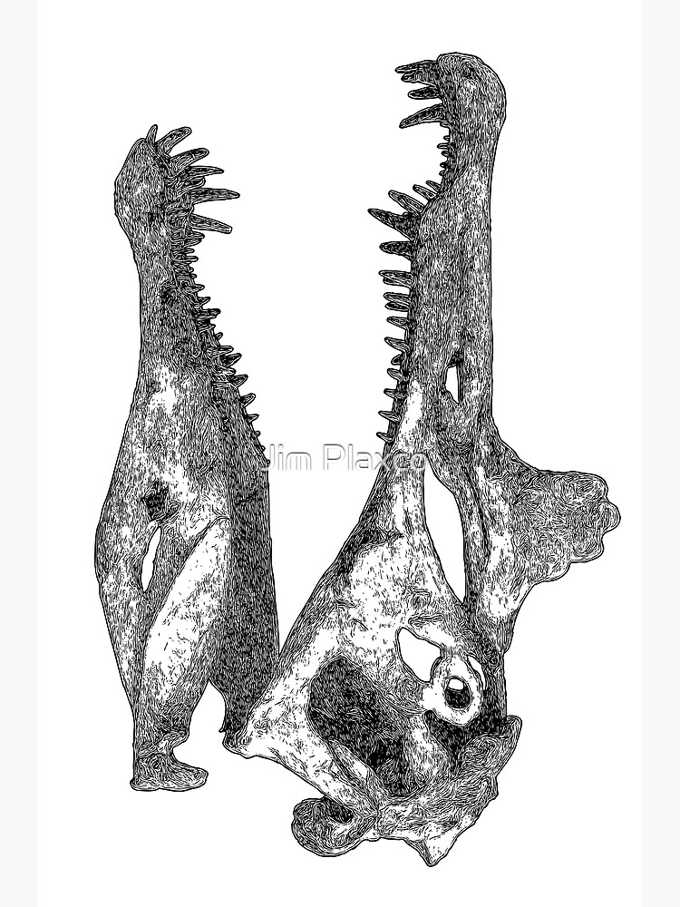 Lámina fotográfica «Grabado de cráneo fósil de dinosaurio Spinosaurus ... Lámina fotográfica «Grabado de cráneo fósil de dinosaurio Spinosaurus ...