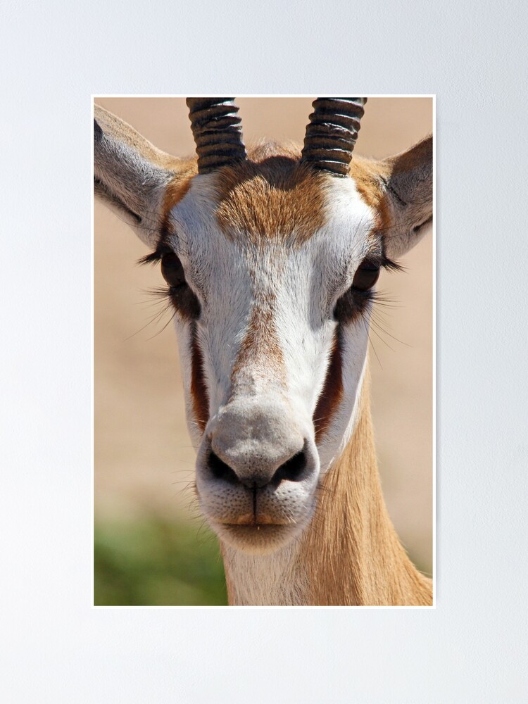 "Springbok I" Poster for Sale by JenniferEllen | Redbubble