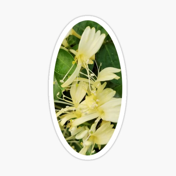 "Honeysuckle Cascade" Sticker for Sale by MooseDogPhotos | Redbubble