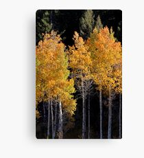 Aspen Trees: Canvas Prints | Redbubble
