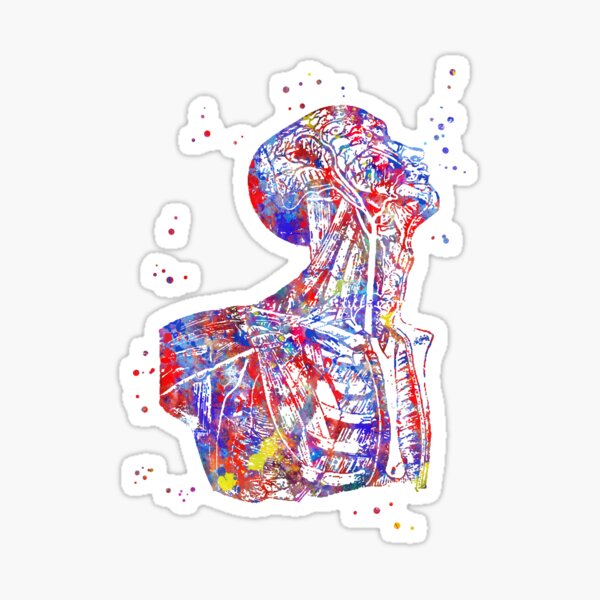 "Human torso, human anatomy, human body" Sticker for Sale by ...
