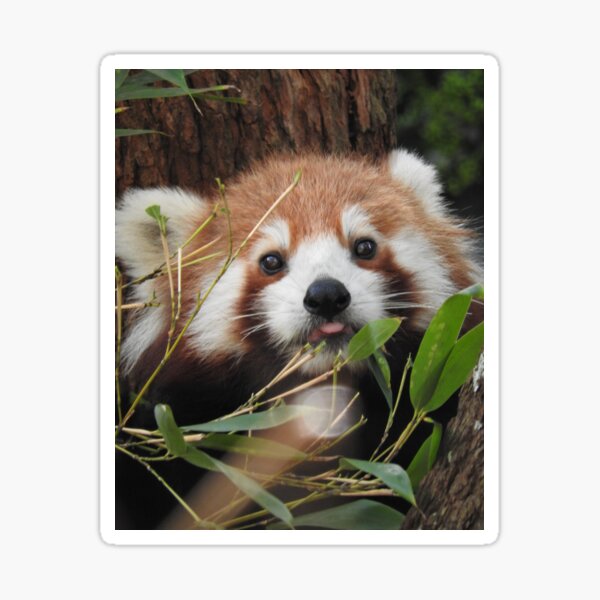 "Red Panda" Sticker for Sale by kirstybush | Redbubble