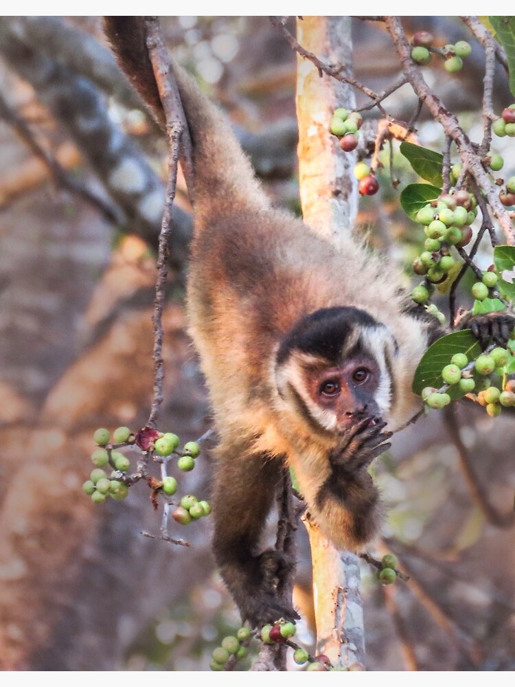 Fig loving Capuchin monkey Premium Matte Vertical Poster sold by Halim ...