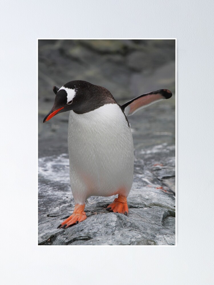 "Whoopsy" Poster by DianaC | Redbubble