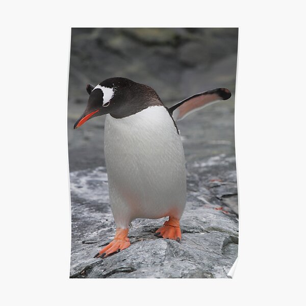 "Whoopsy" Poster by DianaC | Redbubble