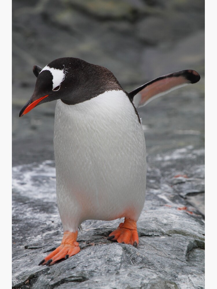 "Whoopsy" Sticker for Sale by DianaC | Redbubble