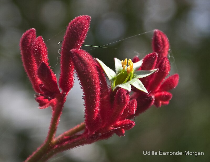 "Native plant #1-Red Kangaroo Paw (Anigozanthos Rufus)" by Odille ...