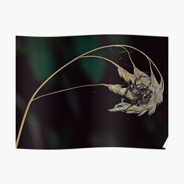 "THE FIBONACCI SPIDERS" Poster by dumbodancer | Redbubble