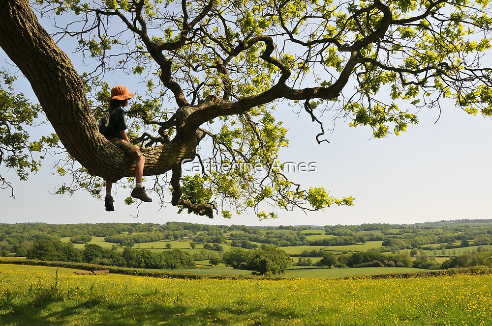 "Child in tree in the Weald of East Sussex" by Catherine Ames | Redbubble