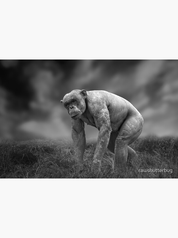 Póster «Jambo el chimpancé sin pelo» de rawshutterbug | Redbubble