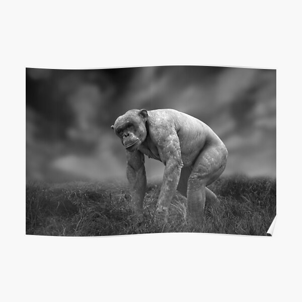 Póster «Jambo el chimpancé sin pelo» de rawshutterbug | Redbubble