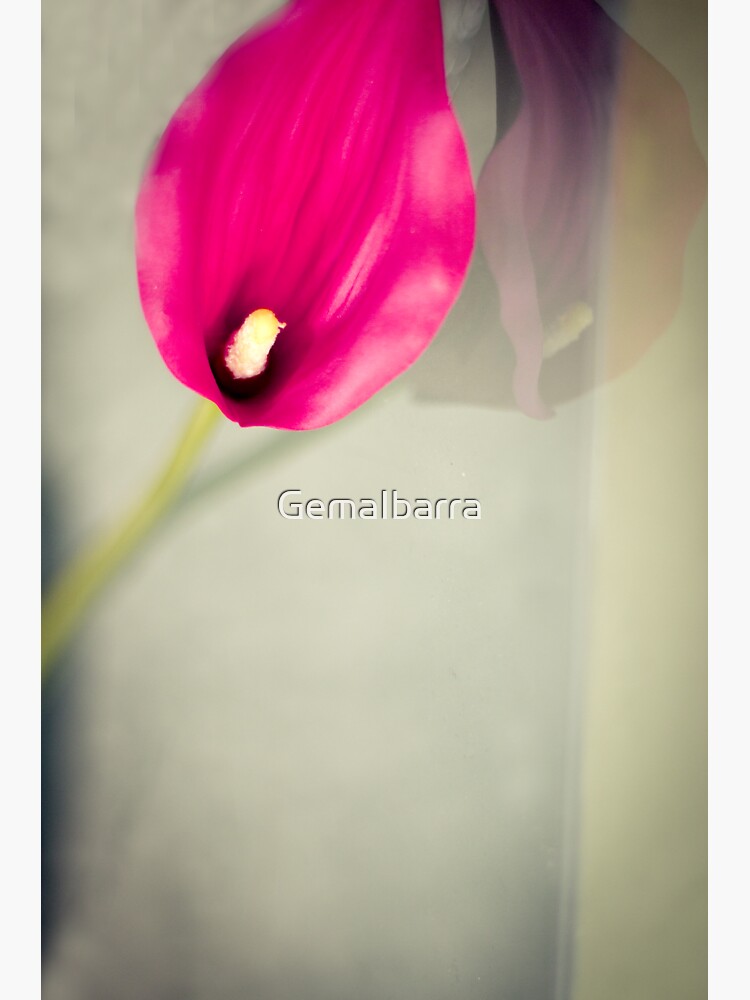 "Rosacea red flower" Sticker for Sale by GemaIbarra | Redbubble