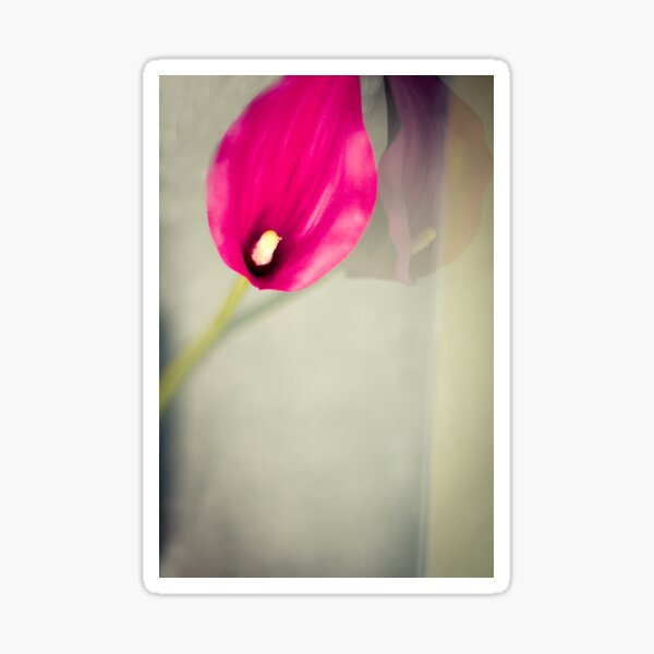 "Rosacea red flower" Sticker for Sale by GemaIbarra | Redbubble