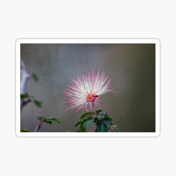 "Pink Powder Puff Flower" Sticker by Ollivrosa | Redbubble