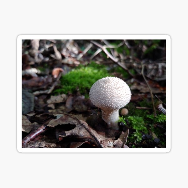 "Common Puffball" Sticker for Sale by CORNISHPHOTOS | Redbubble
