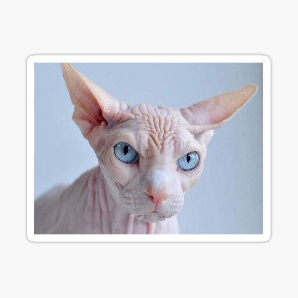 "Grumpy Hairless Cat" Sticker by KittenHanley | Redbubble