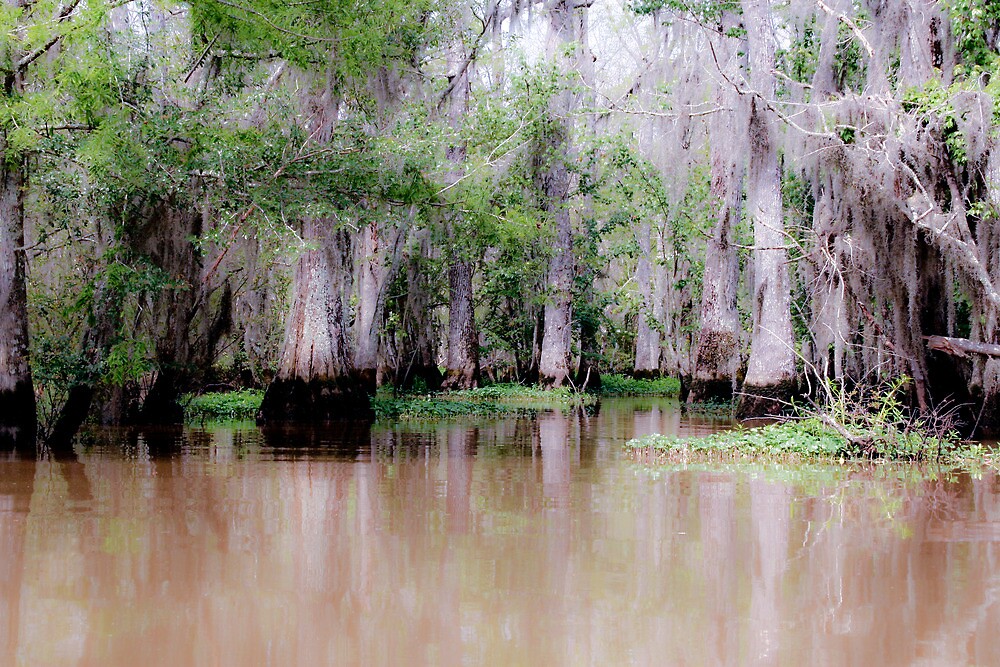 "Louisiana Bayou" by Denice Breaux | Redbubble
