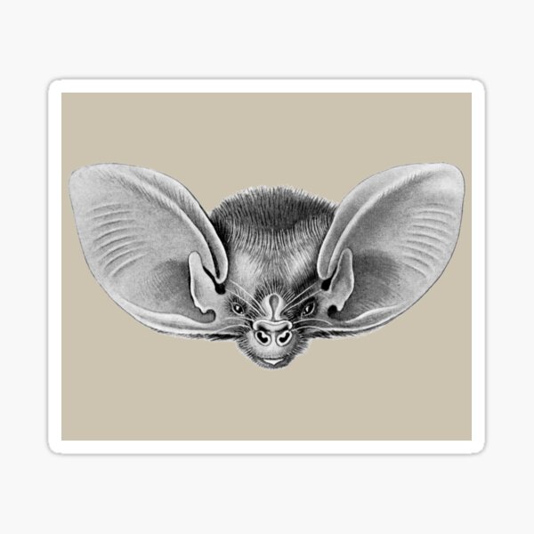 "Nyctophilus geoffroyi, the lesser long-eared bat." Sticker for Sale by ...