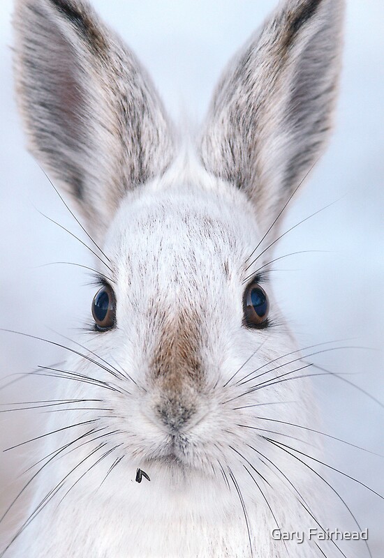 "A Mad Hare Day / Snowshoe Hare" by Gary Fairhead | Redbubble