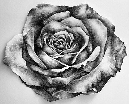 "Water Colour Biro Drawing of A Rose" by ajrogersx | Redbubble