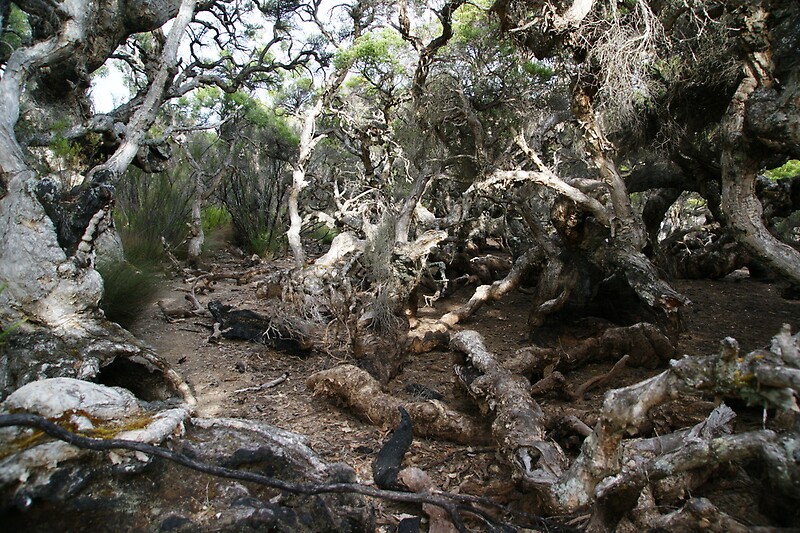 "The mythical creatures of Goblin Swamp" by georgieboy98 | Redbubble