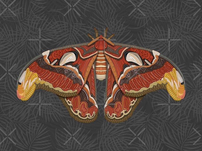 "Atlas Moth" by artlovepassion | Redbubble