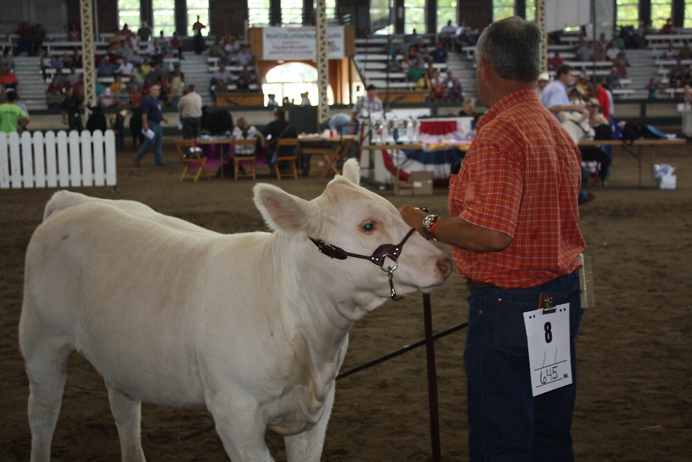 "Showing Cattle, Iowa State Fair" by KachinaDoll | Redbubble