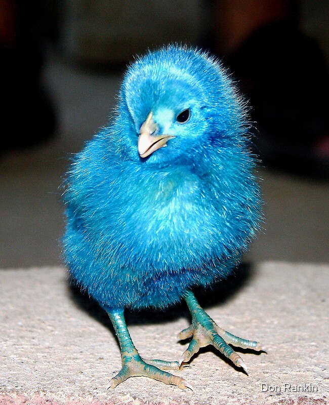 "Blue Chick" by Don Rankin | Redbubble